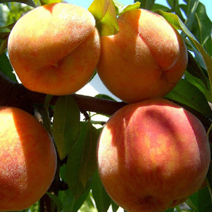 Peach 'Suncrest' Patio Tree | Peach Tree – Gardeners Dream