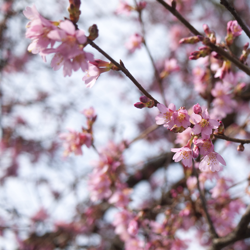 Prunus 'Autumnalis Rosea' | Autumn Cherry Tree – Gardeners Dream