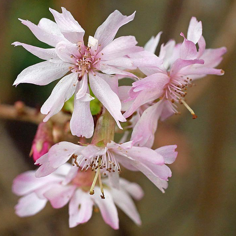 Prunus 'Autumnalis Rosea' | Autumn Cherry Tree – Gardeners Dream