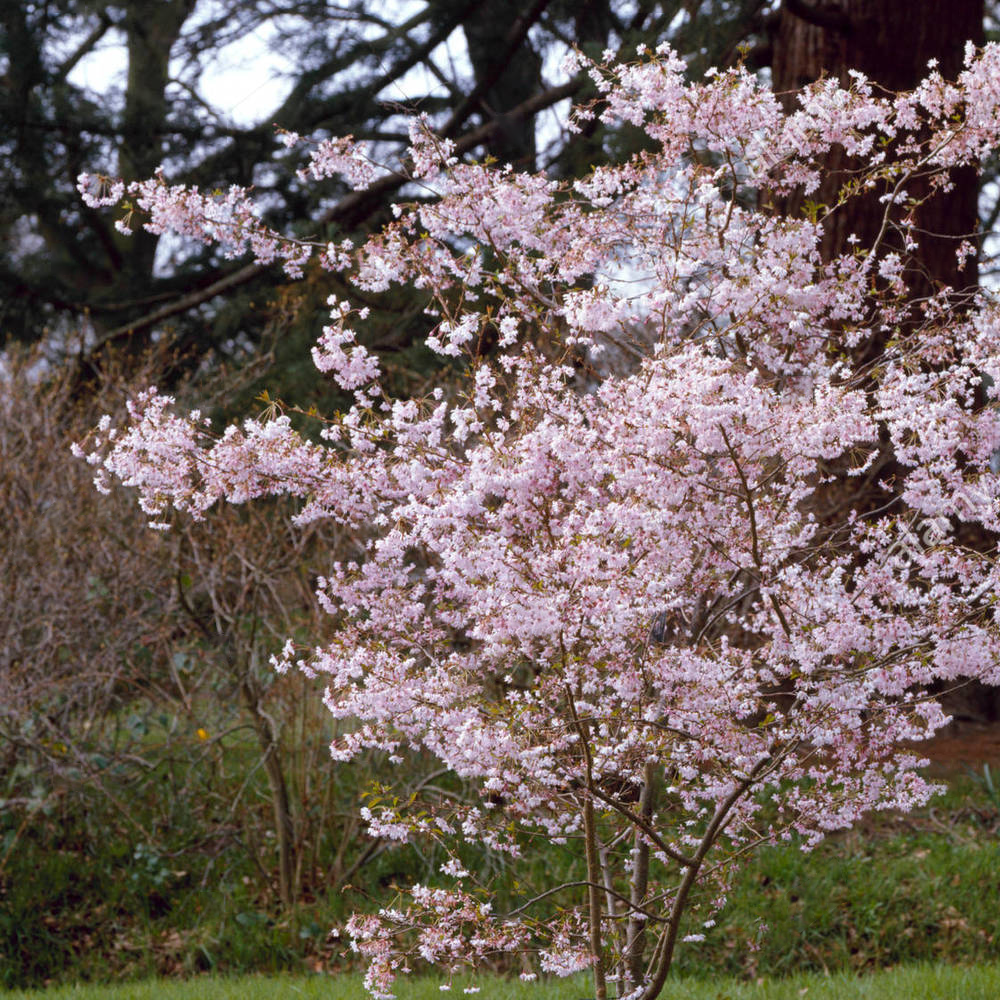 Prunus 'Autumnalis Rosea' | Autumn Cherry Tree – Gardeners Dream