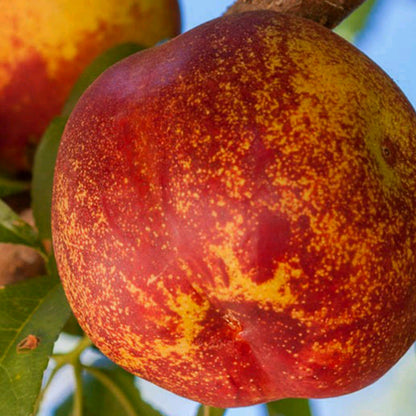 Nectarine nucipersica Patio Tree | Nectarine Tree – Gardeners Dream
