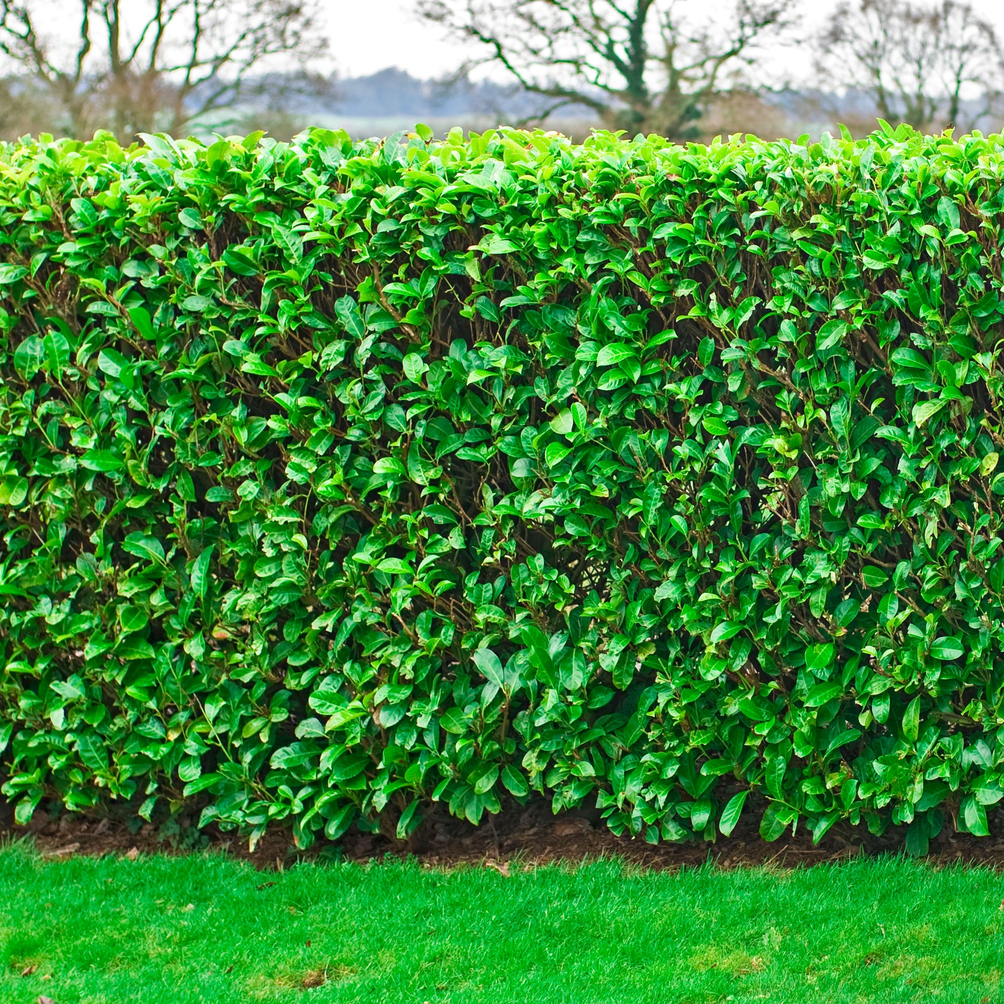 Cherry Laurel Bare Root Hedge | Common Laurel – Gardeners Dream