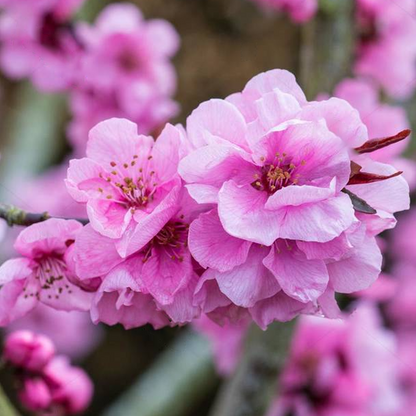 Prunus 'Spring Glow' | Purple-Leaved Plum Tree – Gardeners Dream