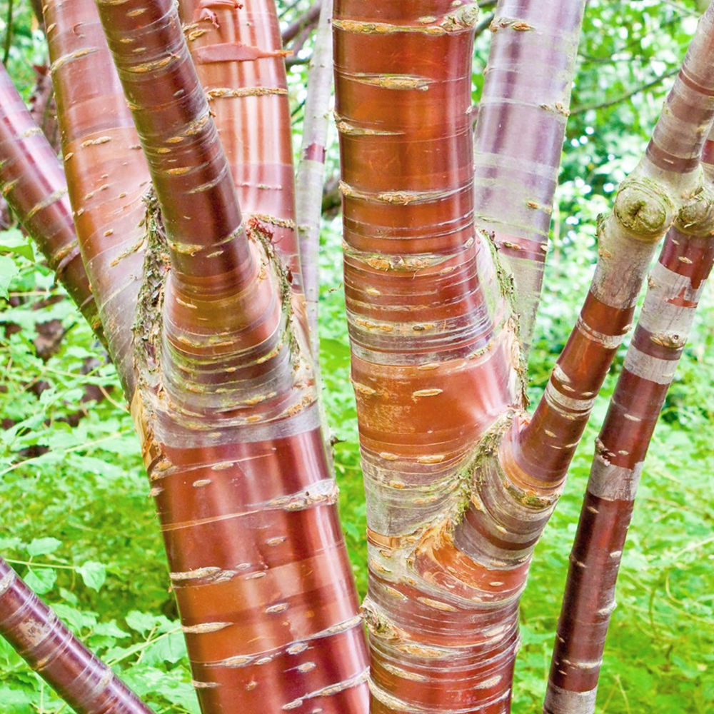 Prunus serrula | Tibetan Cherry Tree – Gardeners Dream