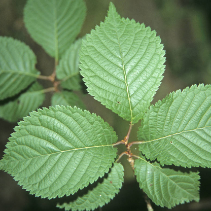 Prunus 'Spire' | Japanese Cherry Tree – Gardeners Dream