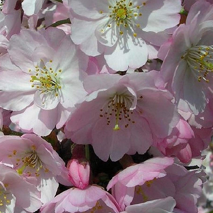 Prunus 'Spire' | Japanese Cherry Tree – Gardeners Dream