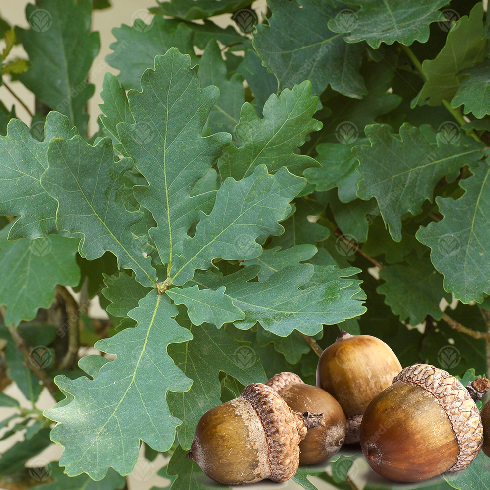 Quercus robur | Common Oak Tree – Gardeners Dream