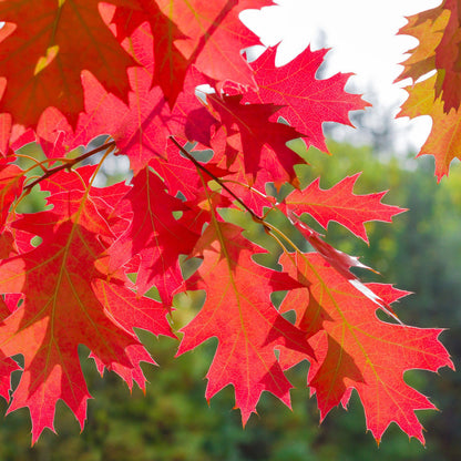 Red Oak Bare Root Hedge | Northern Red Oak – Gardeners Dream