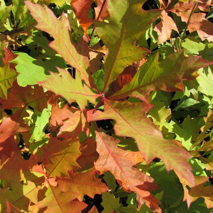 Quercus palustris | Pin Oak Tree – Gardeners Dream