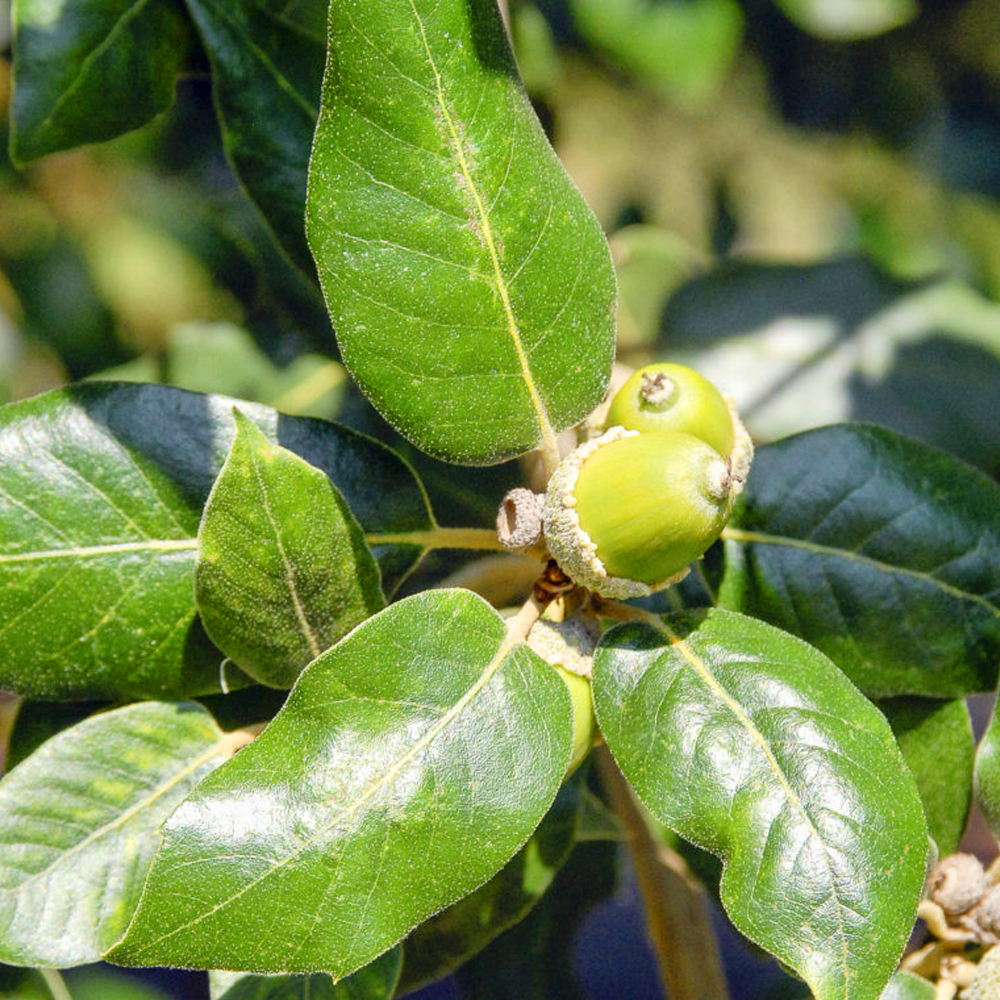 Quercus ilex | Holm Oak Tree – Gardeners Dream