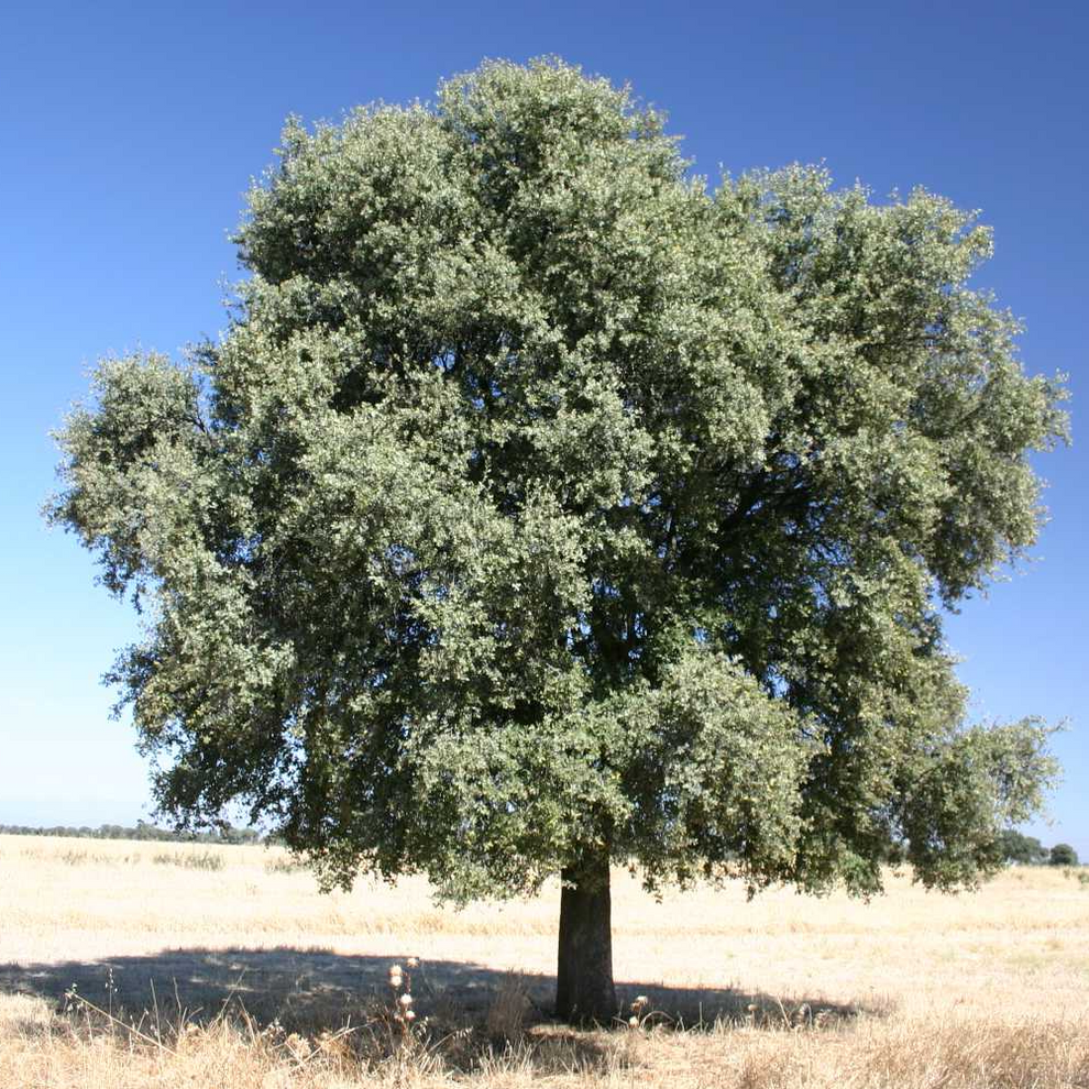 Quercus ilex | Holm Oak Tree – Gardeners Dream