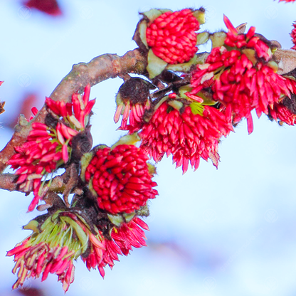 Parrotia persica | Persian Ironwood Tree – Gardeners Dream