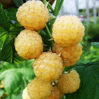 Raspberry 'All Gold' | Raspberry – Gardeners Dream