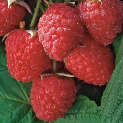 Raspberry 'Autumn Bliss' | Raspberry – Gardeners Dream