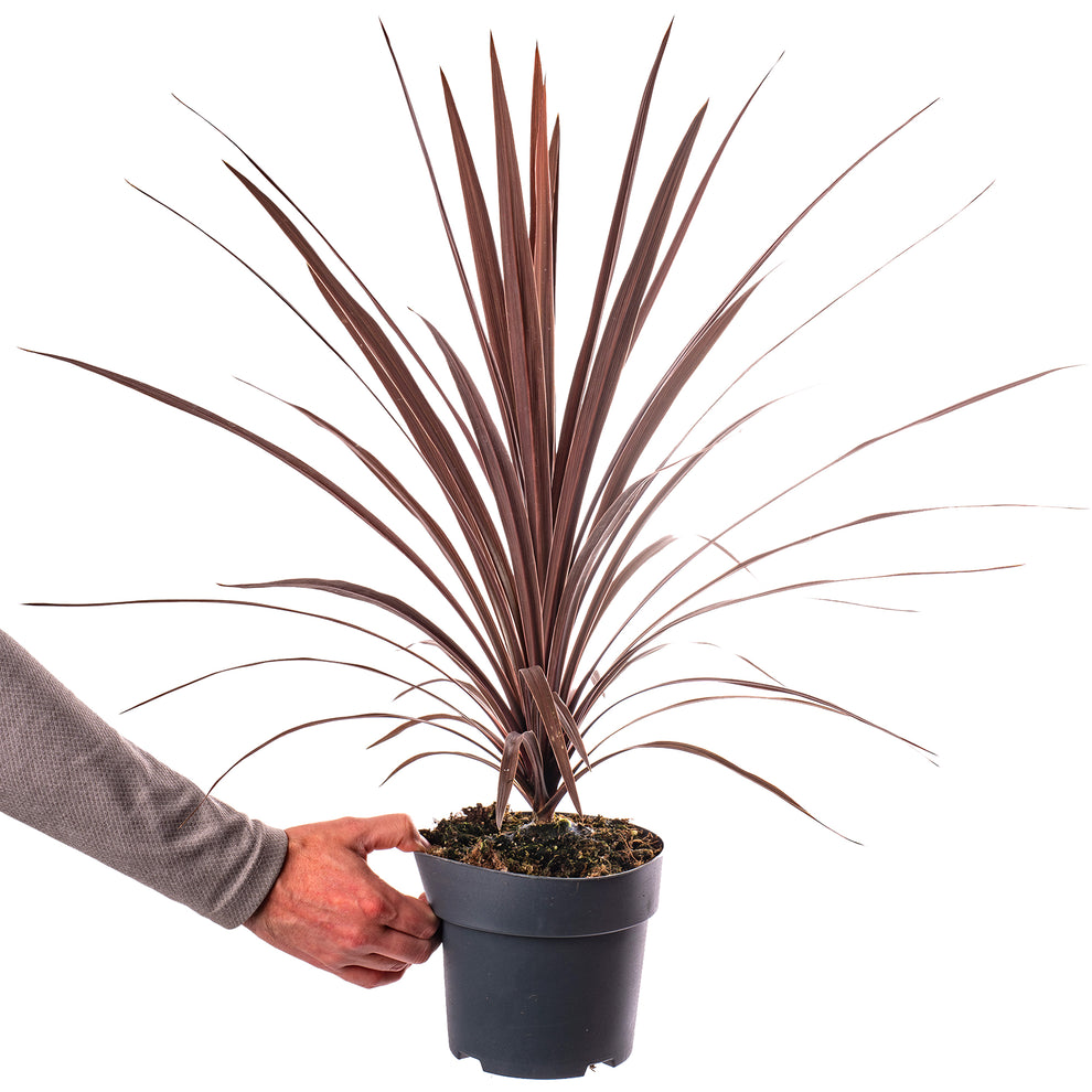 Cordyline 'Red Star' | Cabbage Palm – Gardeners Dream