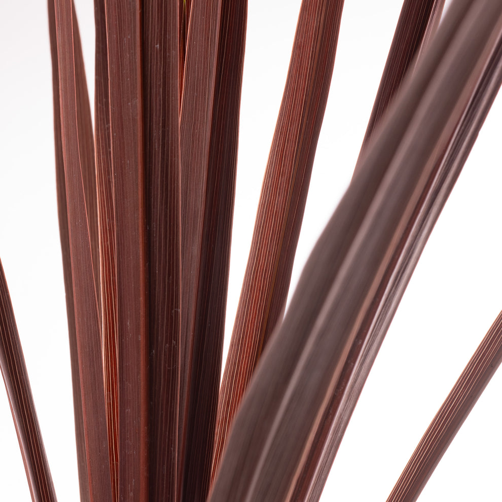 Cordyline 'Red Star' | Cabbage Palm – Gardeners Dream