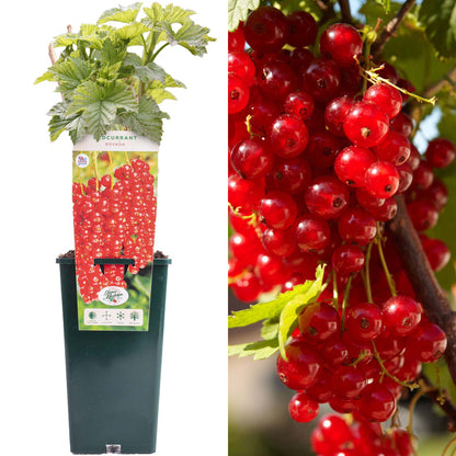 Redcurrant 'Rovada' | Redcurrant – Gardeners Dream