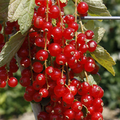 Redcurrant 'Rovada' | Redcurrant – Gardeners Dream