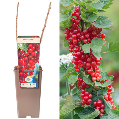 Redcurrant 'Rosetta' | Redcurrant – Gardeners Dream