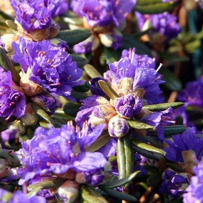 Rhododendron 'Azurika' | Dwarf Hardy Hybrid – Gardeners Dream