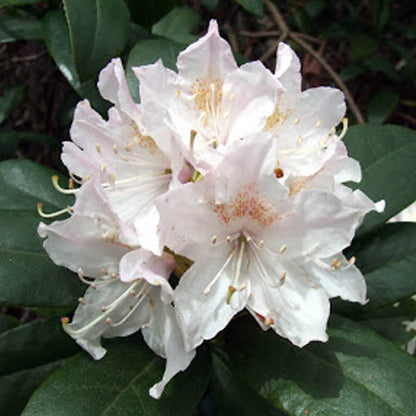Rhododendron 'Percy Wiseman' | Dwarf Yak Hybrid – Gardeners Dream