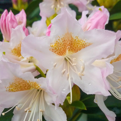 Rhododendron 'Percy Wiseman' | Dwarf Yak Hybrid – Gardeners Dream