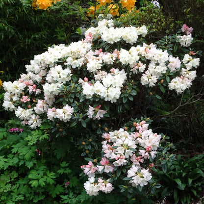 Rhododendron 'Dusty Miller' | Dwarf Yak Hybrid – Gardeners Dream