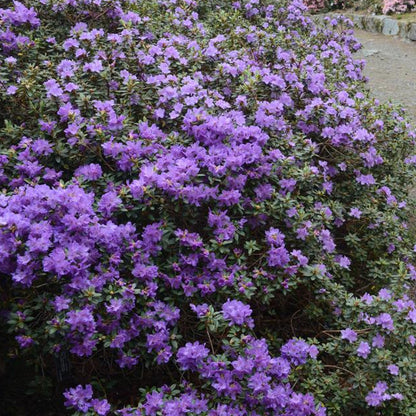 Rhododendron 'Night Sky' | Dwarf Hardy Hybrid – Gardeners Dream