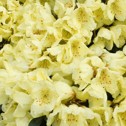 Rhododendron 'Wren' | Dwarf Hardy Hybrid – Gardeners Dream