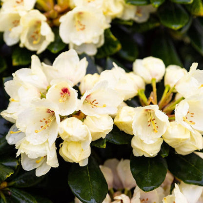 Rhododendron 'Wren' | Dwarf Hardy Hybrid – Gardeners Dream
