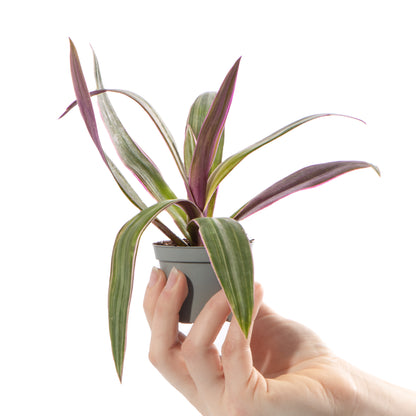 Baby Rhoeo 'Discolor' | Oyster Plant – Gardeners Dream