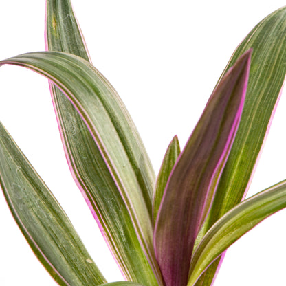 Baby Rhoeo 'Discolor' | Oyster Plant – Gardeners Dream