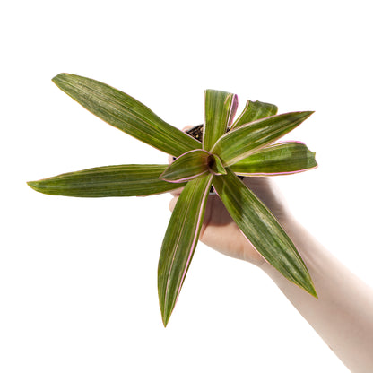 Baby Rhoeo 'Discolor' | Oyster Plant – Gardeners Dream