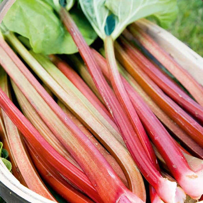 Rhubarb 'Timperley Early' | Rhubarb – Gardeners Dream