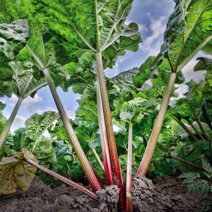 Rhubarb 'Victoria' | Rhubarb – Gardeners Dream
