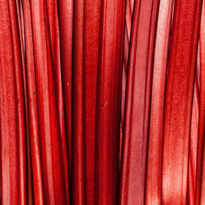 Rhubarb 'Sutton's Seedless' Bare Root Crowns | Rhubarb – Gardeners Dream