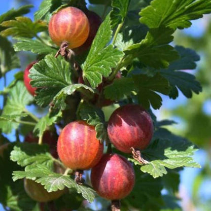 Gooseberry 'Spinefree' | Gooseberry – Gardeners Dream