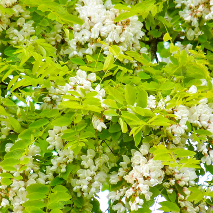 Robinia 'Frisia' | False Acacia Tree – Gardeners Dream