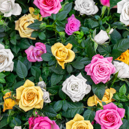 Tricolour Rose Bush | Rose – Gardeners Dream