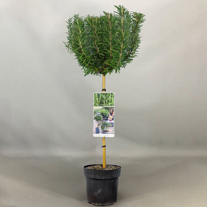 Rosmarinus officinalis Patio Tree | Rosemary Tree – Gardeners Dream