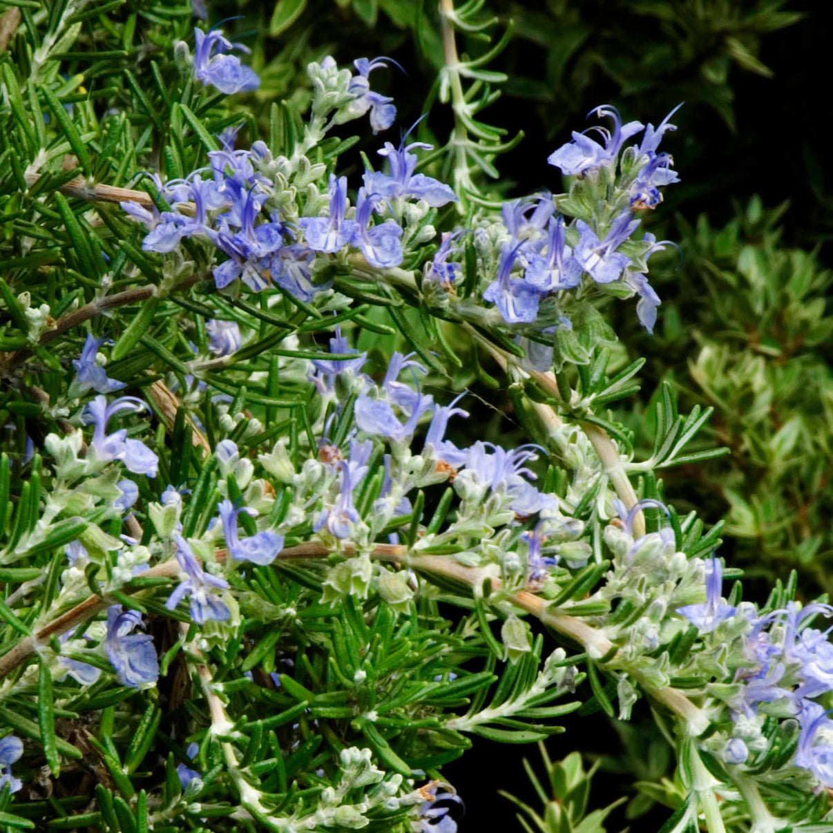 Rosemary 'Blue Lagoon' | Rosemary – Gardeners Dream