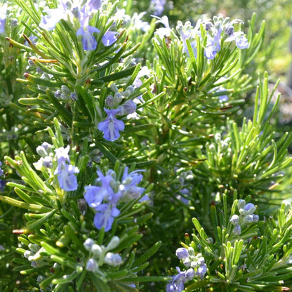 Rosemary 'Green Ginger' | Rosemary – Gardeners Dream