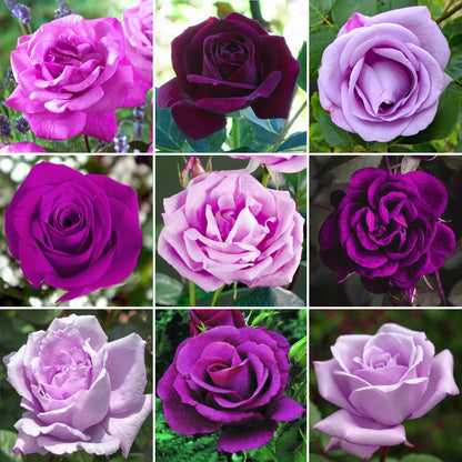 Purple Rose | Rose – Gardeners Dream