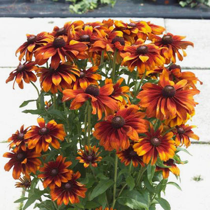 Rudbeckia 'Happy SmileyZ' | Black-Eyed Susan – Gardeners Dream