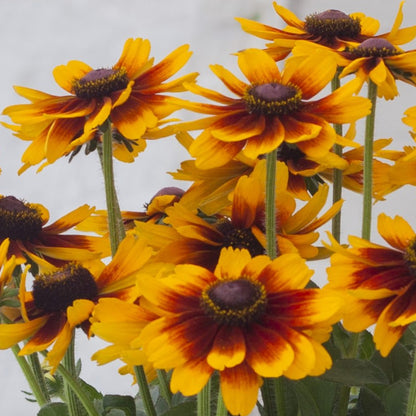 Rudbeckia 'Happy SmileyZ' | Black-Eyed Susan – Gardeners Dream