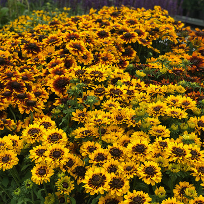 Rudbeckia 'Giggling SmileyZ' | Black-Eyed Susan – Gardeners Dream
