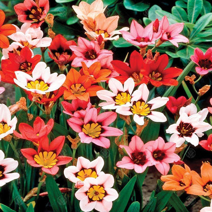 Sparaxis Garden Mix | Harlequin Flower – Gardeners Dream