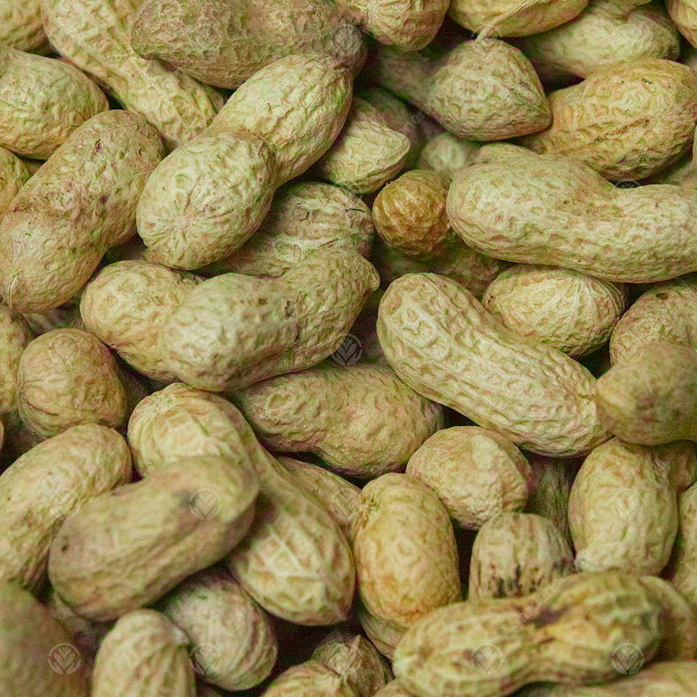 SQUAWK Monkey Nuts (Tubs) | Bird Food – Gardeners Dream