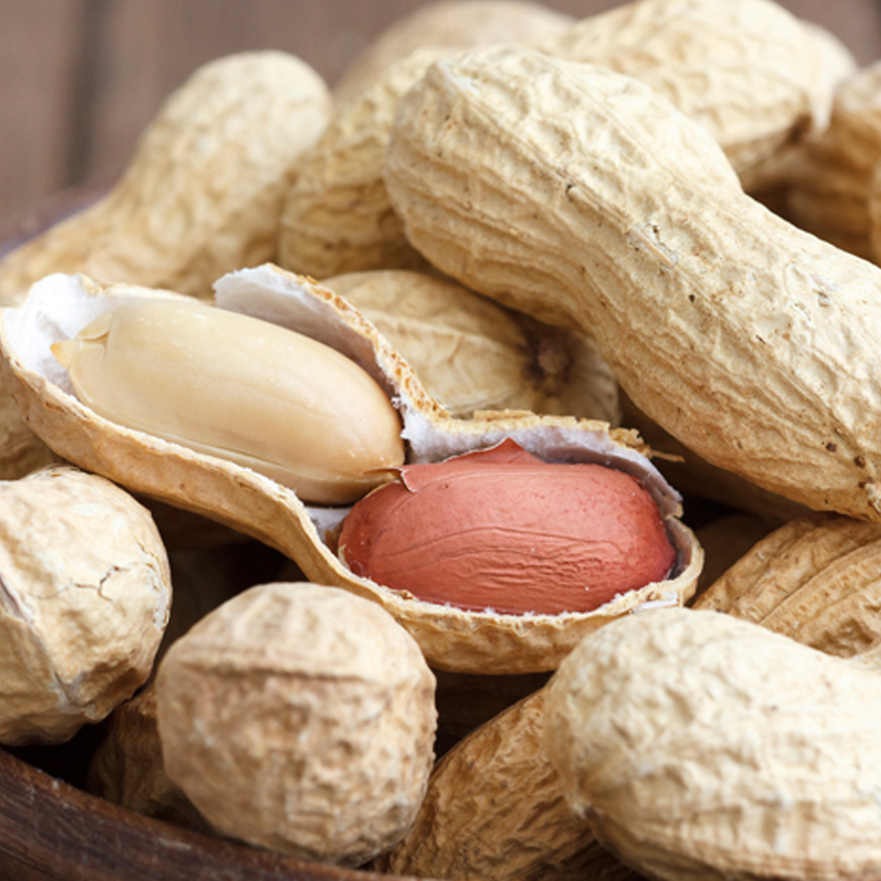 SQUAWK Monkey Nuts (Tubs) | Bird Food – Gardeners Dream