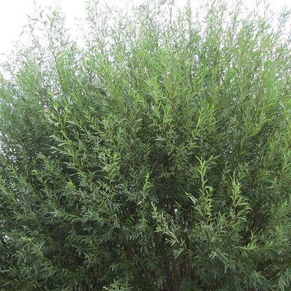 White Willow Bare Root Hedge | White Willow – Gardeners Dream